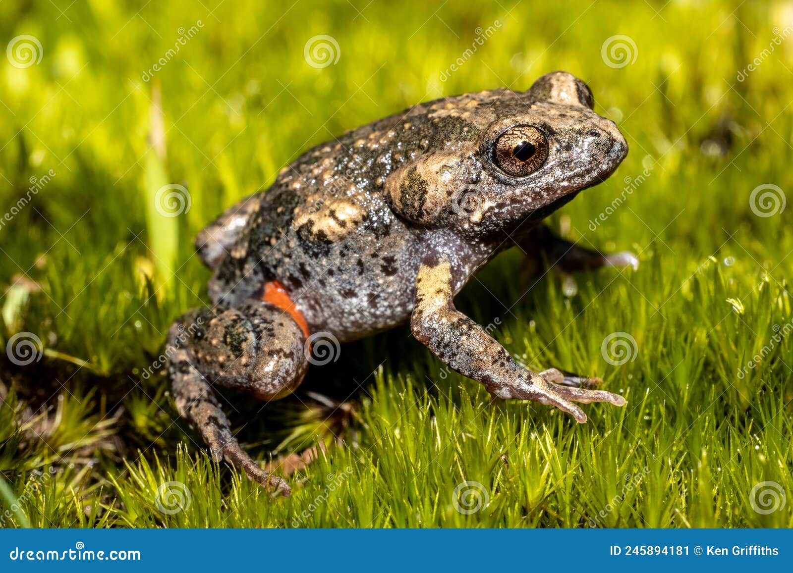 Smooth Toadlet stock image. Image of toadlet, nature - 245894181