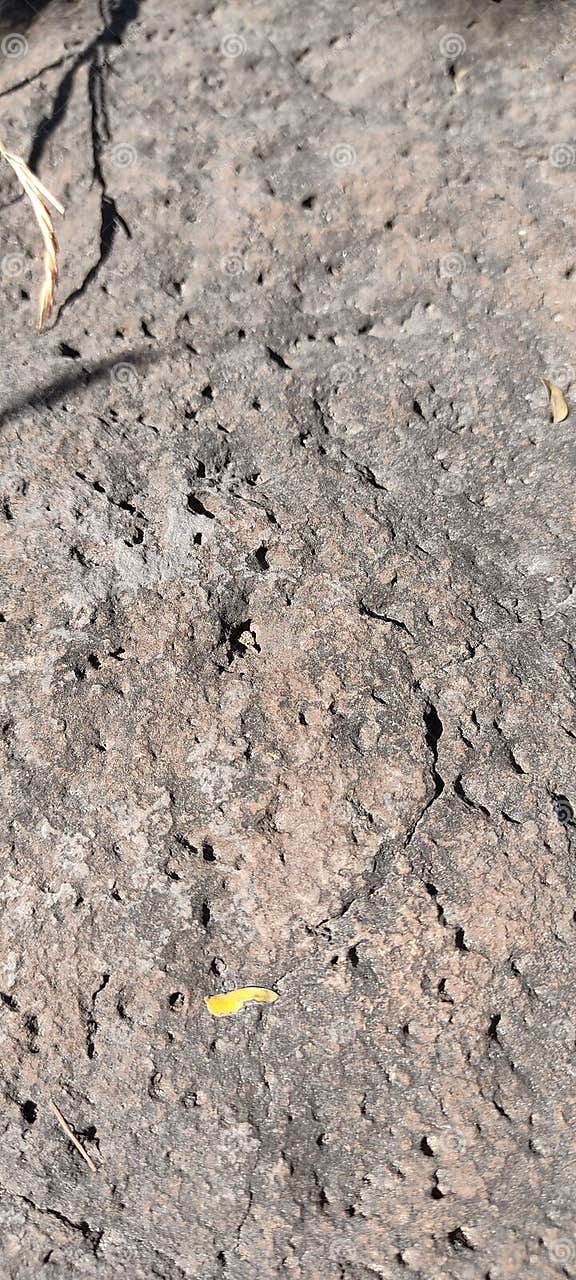 Smooth Tree Texture Background Stock Image - Image of indoors, leaf ...