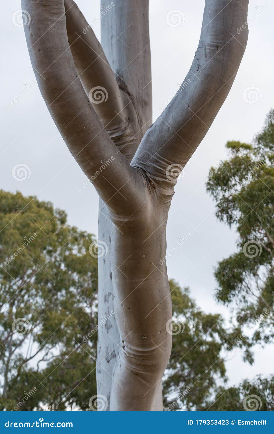 Smooth Tree Trunk. Eucalyptus, Gumtree Grey Smooth Bark Texture Stock ... Smooth Tree Trunk. Eucalyptus, Gumtree Grey Smooth Bark Texture Stock ...