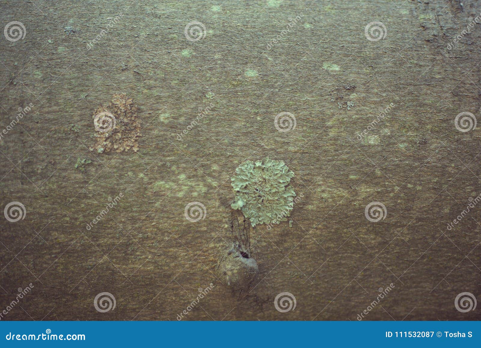 Smooth Tree Trunk Texture in Macro Stock Image - Image of environment ...