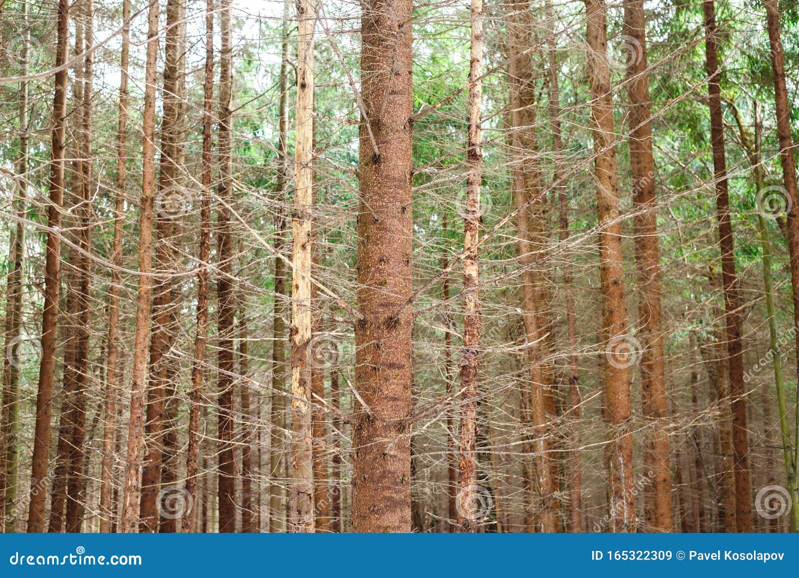 Smooth Tree Trunks in the Forest Stock Image - Image of autumn, beauty ...
