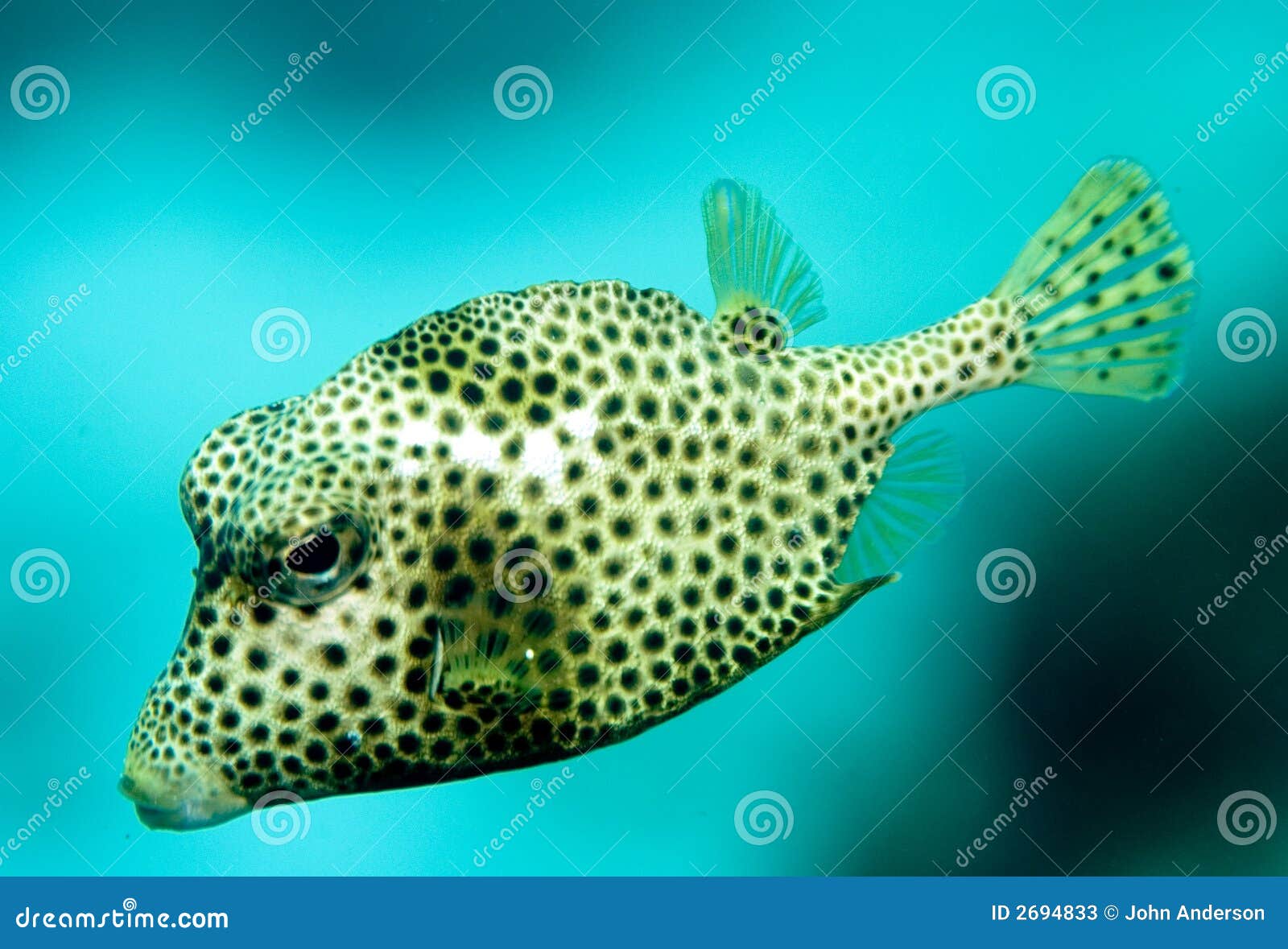 Smooth truckfish stock image. Image of crack, marine, fish - 2694833