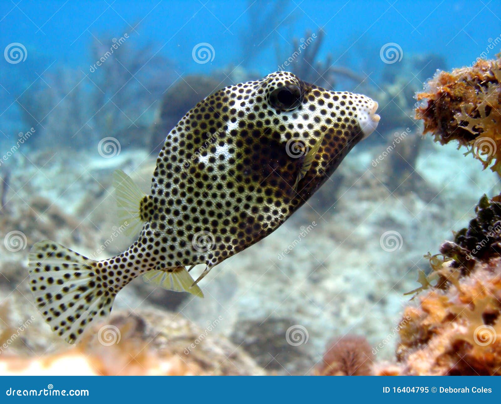 Smooth Trunk fish stock image. Image of bright, spotted - 16404795