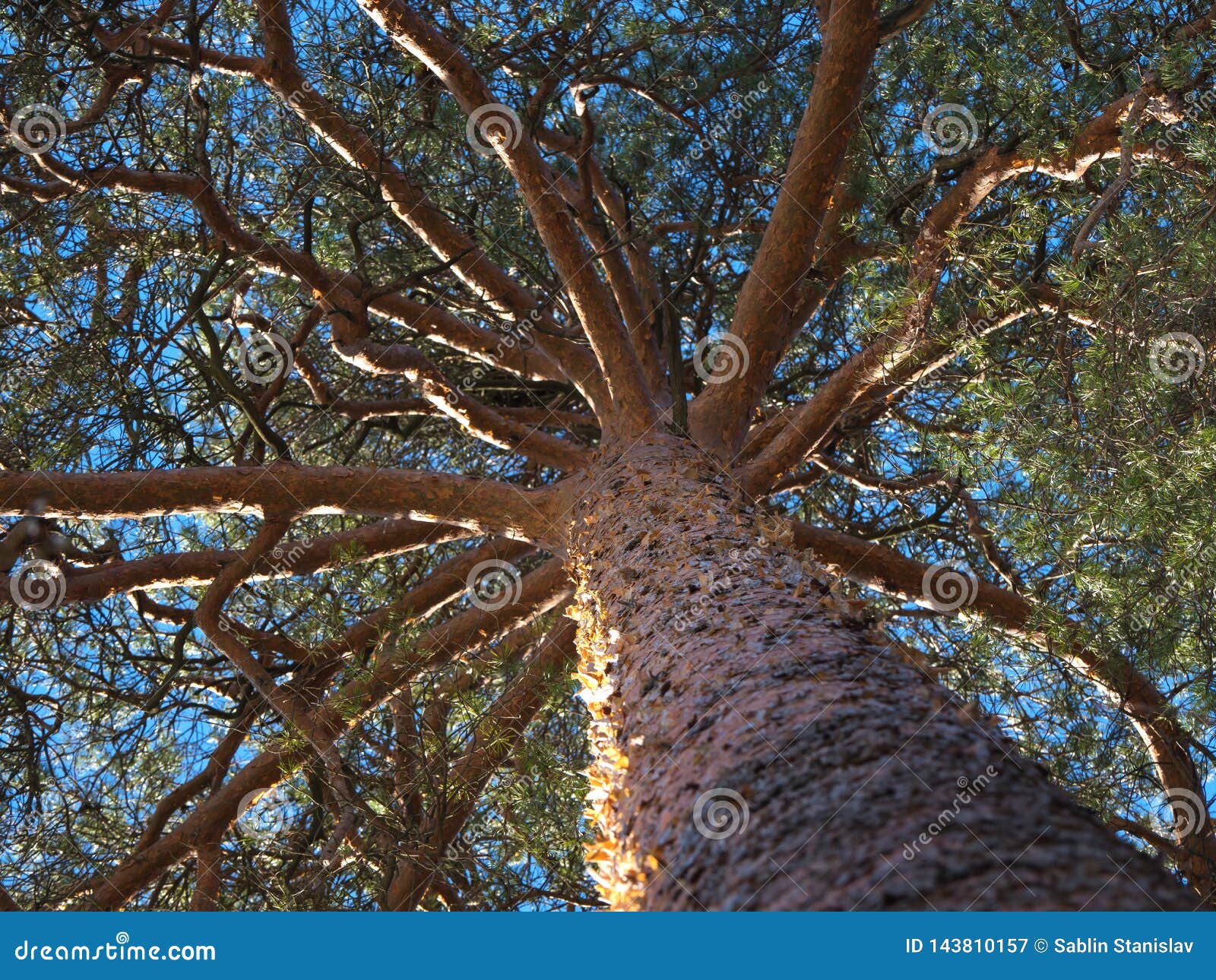 Smooth Trunk And Branches Of Eucalyptus Tree In Australian Bush Royalty ...