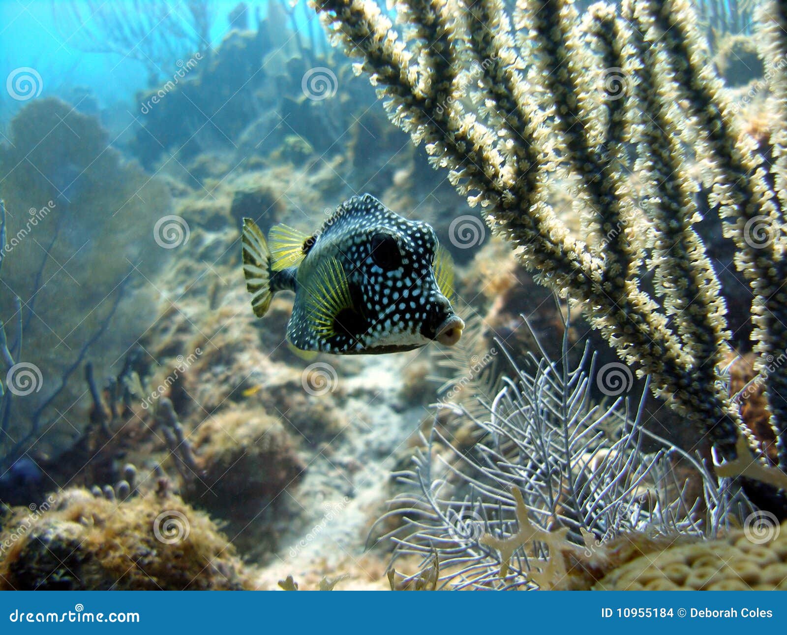 Smooth Trunkfish stock photo. Image of trunk, bright - 10955184