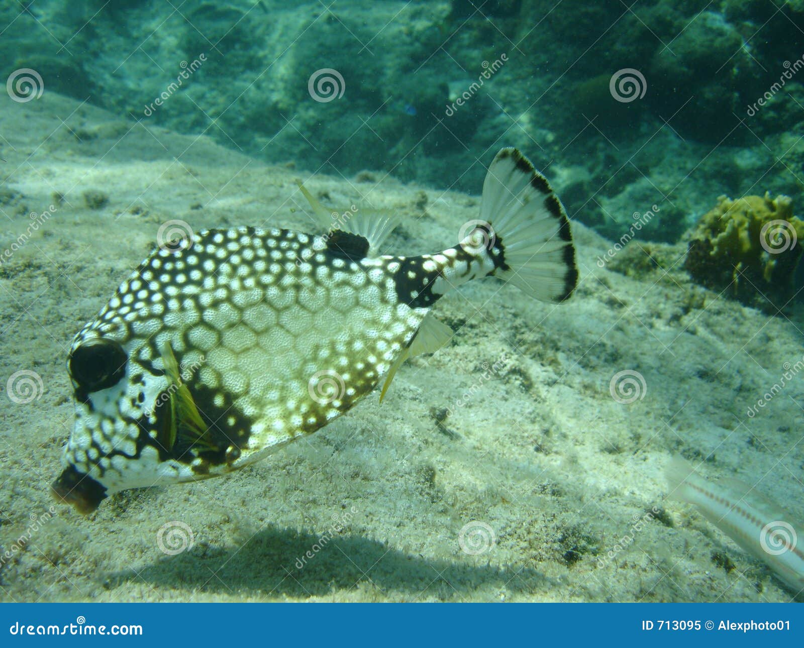 Smooth Trunkfish, Caribbbean Stock Image - Image of white, baths: 713095