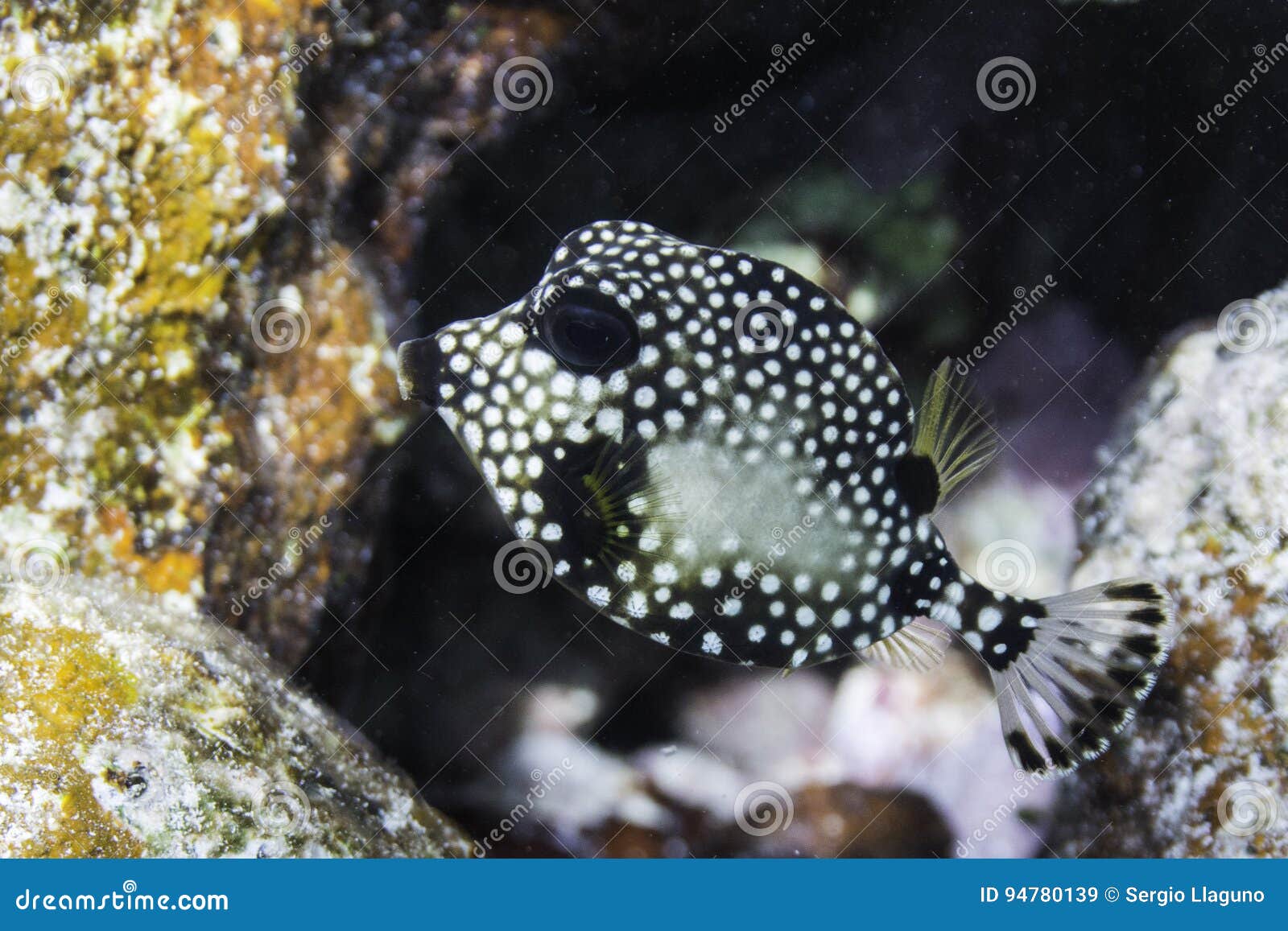 Smooth Trunkfish stock image. Image of underwater, triqueter - 94780139