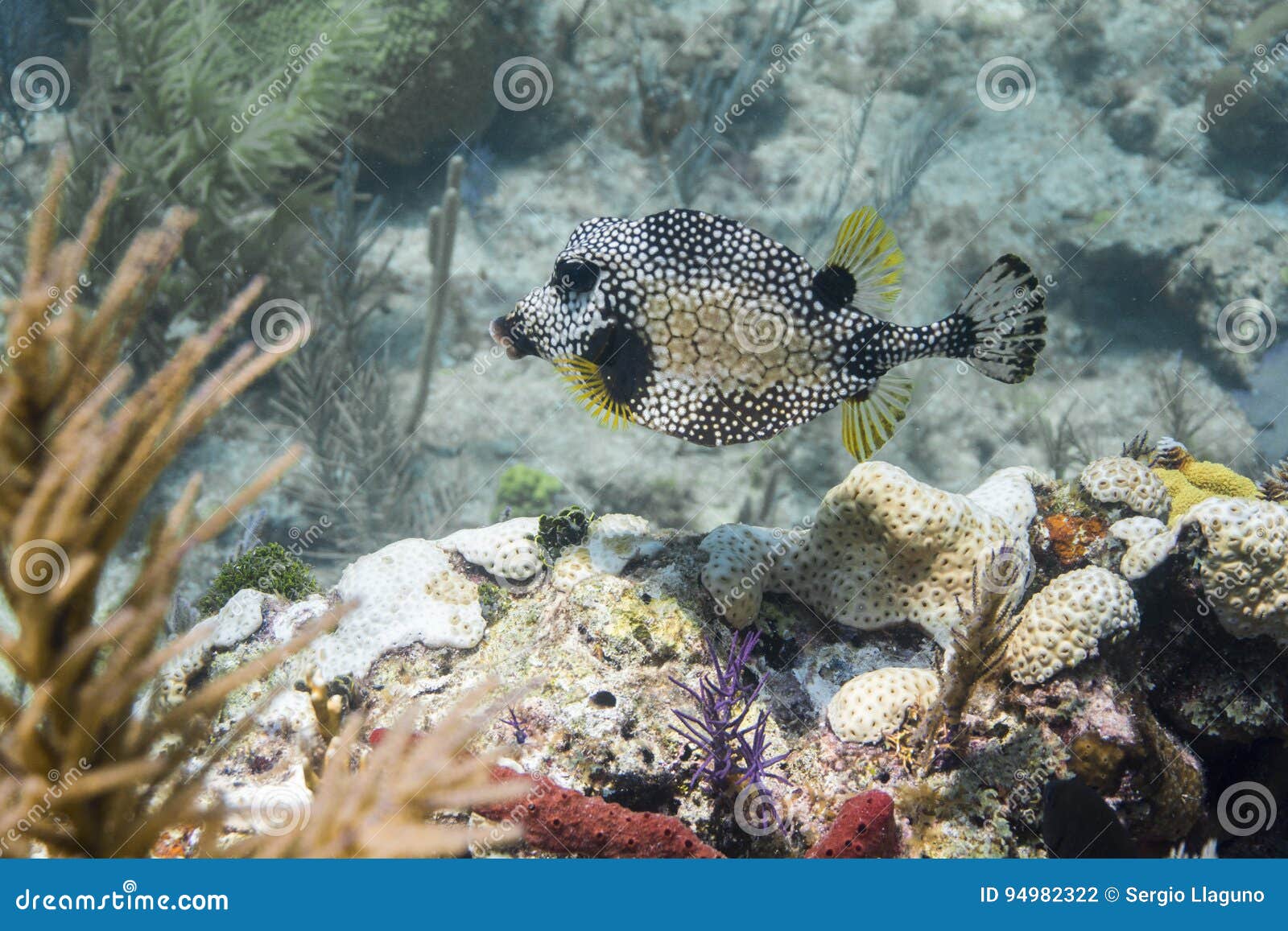 Smooth Trunkfish stock photo. Image of seascape, underwater - 94982322