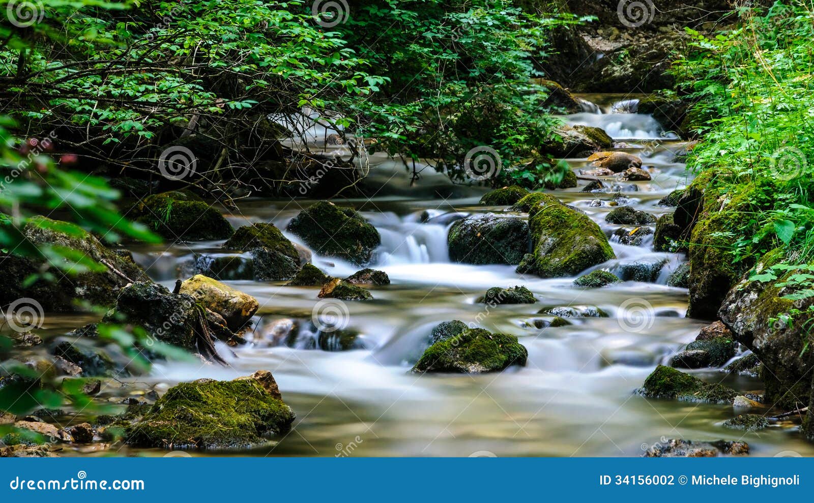 Smooth water stock photo. Image of plant, beautiful, harmony - 34156002
