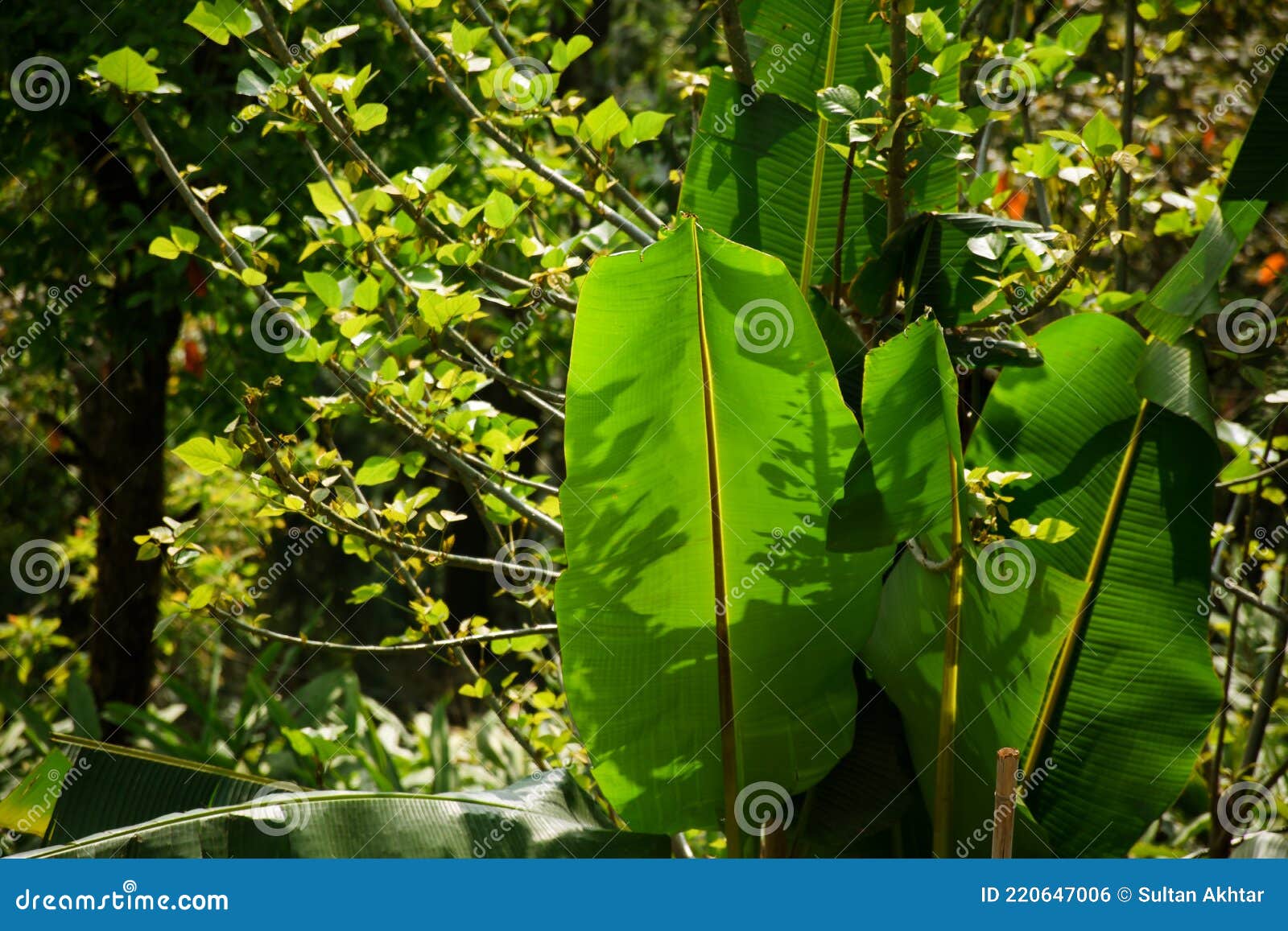 The Smooth, Waxy Leaves, Dark Green Color of Banana Tree Stock Photo ...