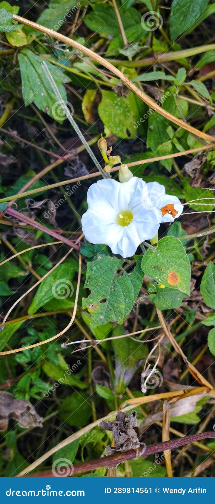 Smooth white flower stock image. Image of close, smooth - 289814561