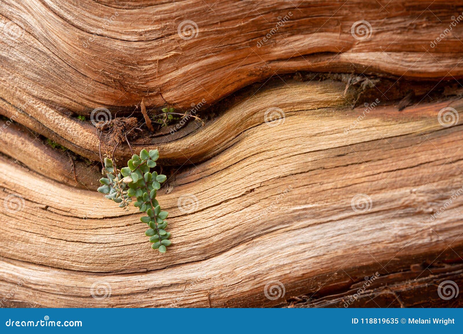 Smooth Worn Tree Root with Wavy Texture and a Small Plant Growing in ...