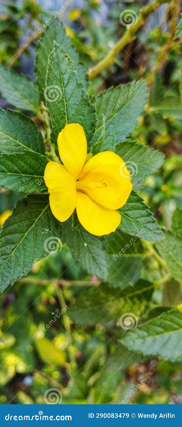 Smooth Yellow Flower Part Three Stock Image - Image of yellow, smooth ...