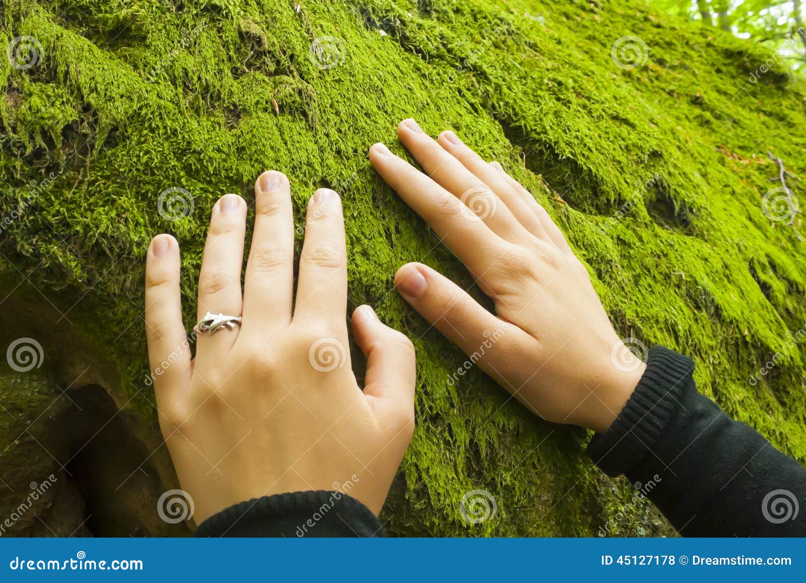 Smoothing of Moss on a Rock Stock Photo - Image of hands, background ...