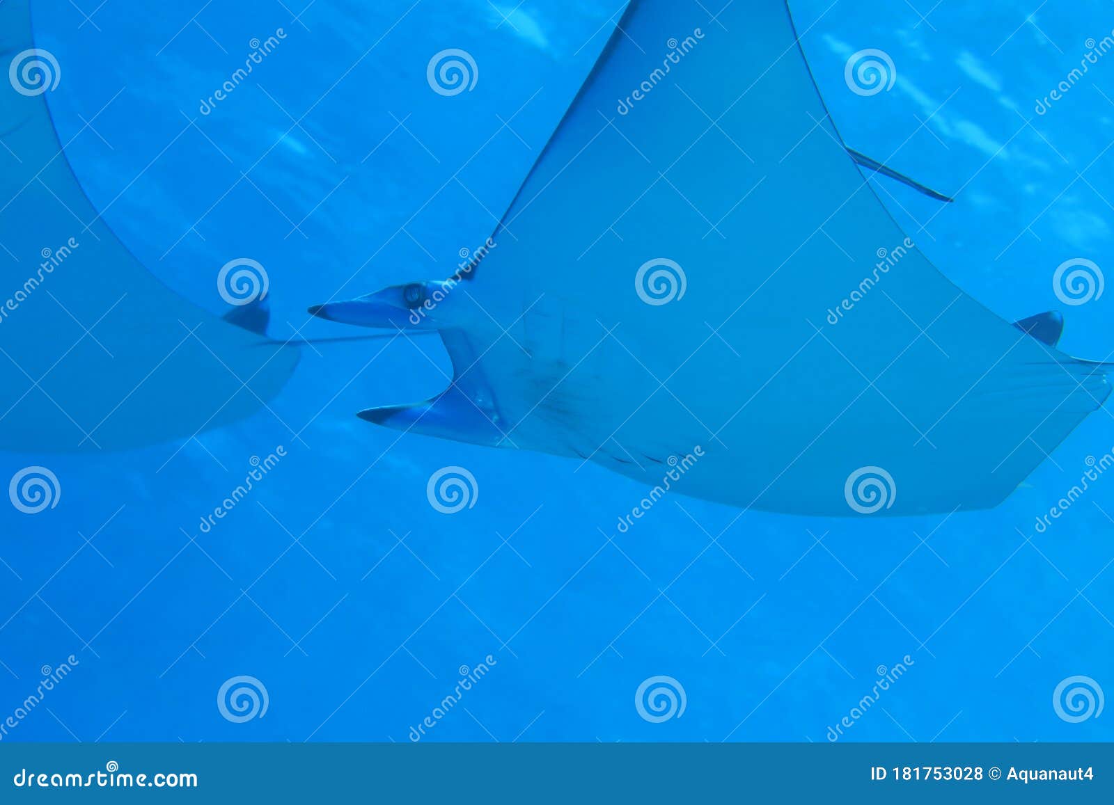 Smoothtail mobula ray stock photo. Image of devilray - 181753028