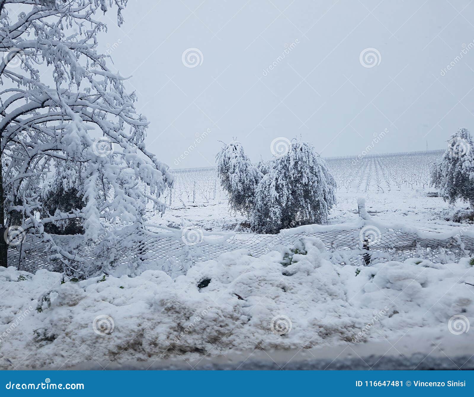 Winter snowy fields stock image. Image of snowy, smow - 116647481