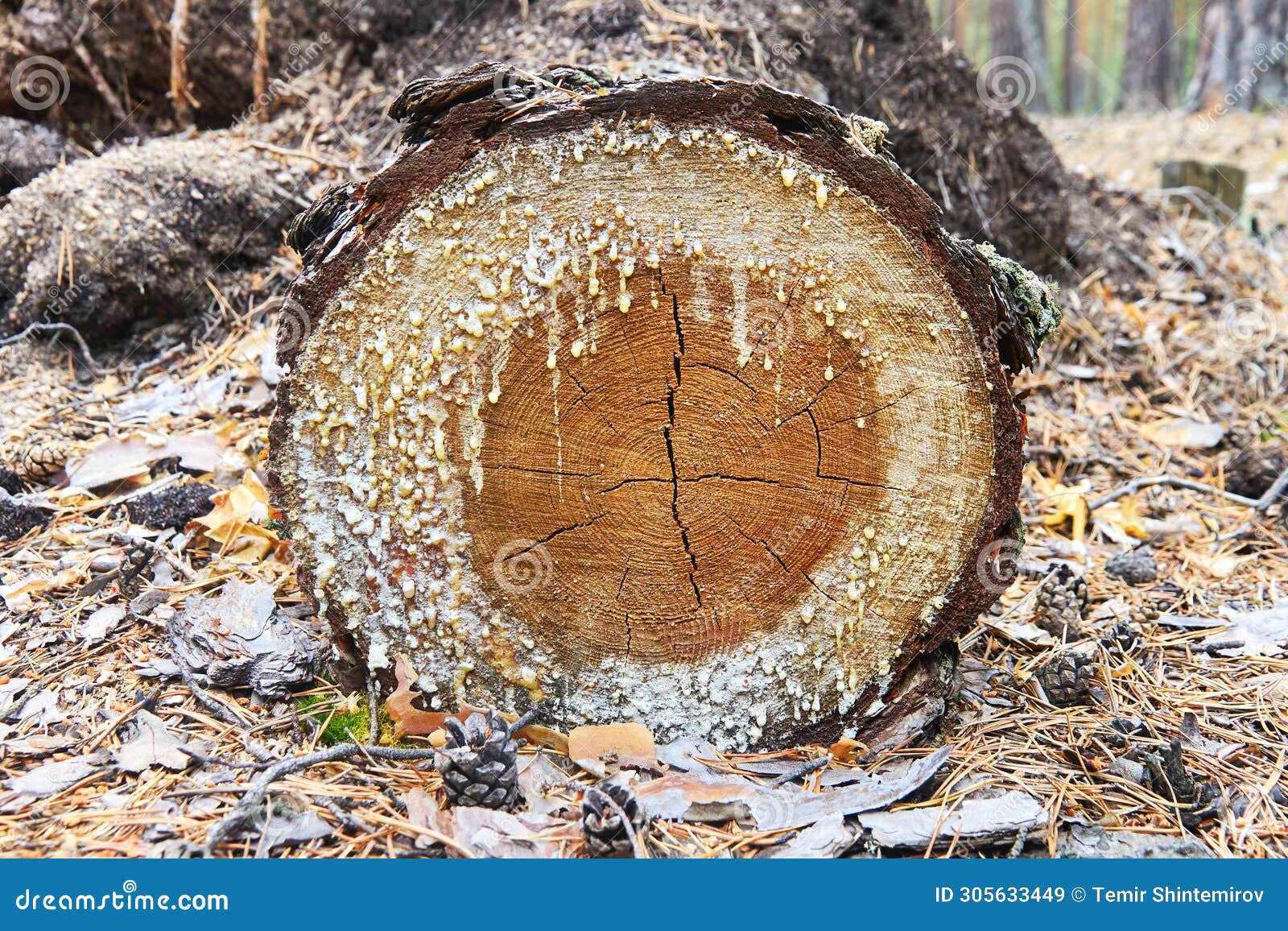 Smudges of Tar on the Cut of the Tree Trunk Stock Image - Image of flow ...
