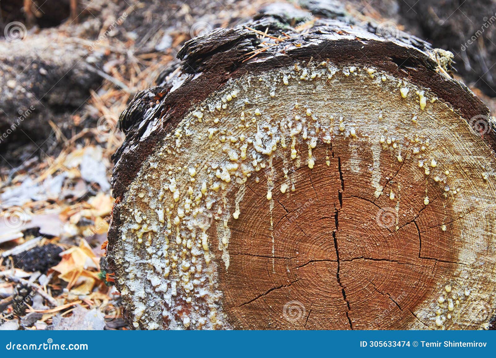 Smudges of Tar on the Cut of the Tree Trunk Stock Photo - Image of ...