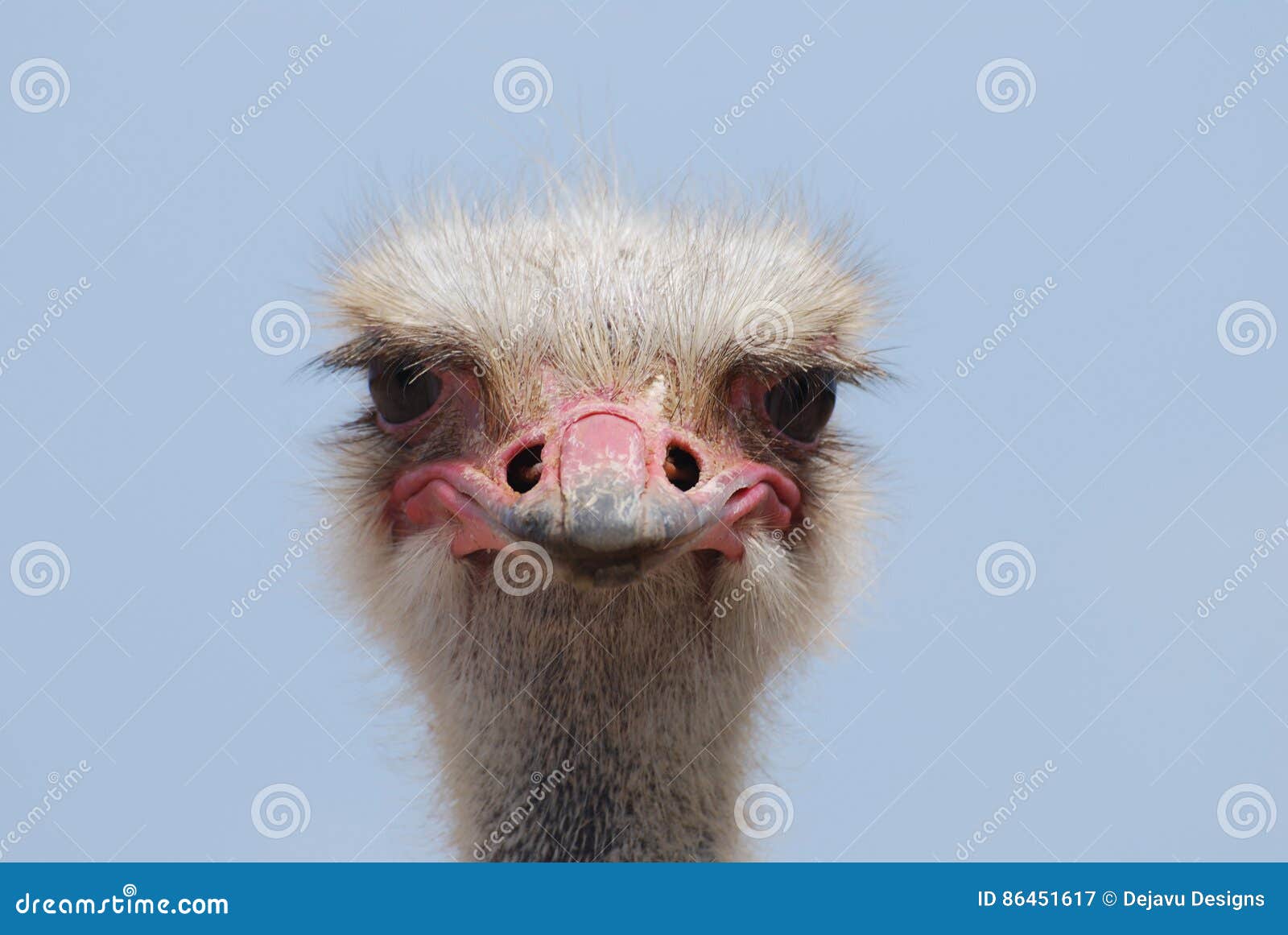 Smug Mug of an Ostrich Up Close and Personal Stock Image - Image of ...