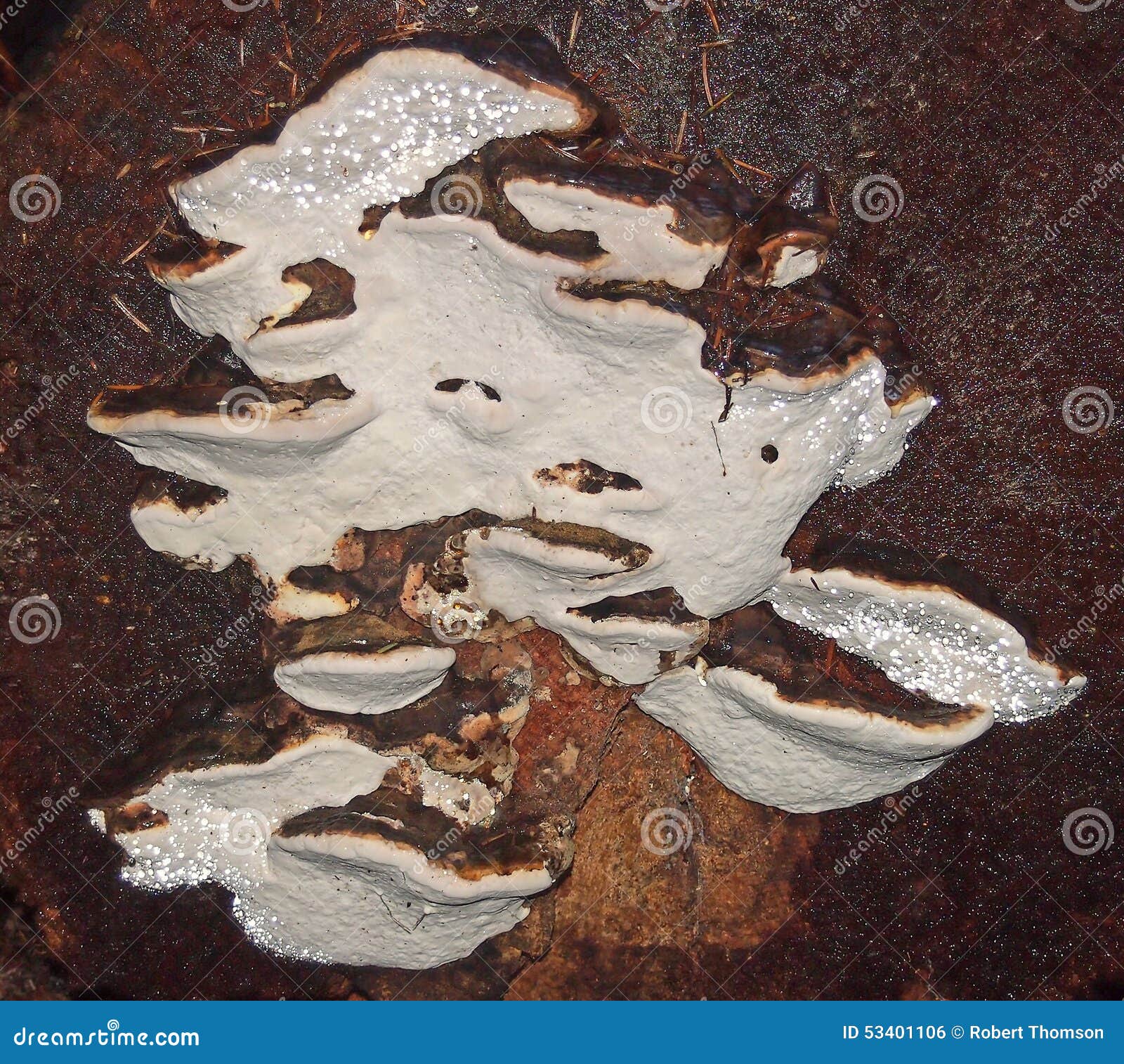 Tree Fungus Glittering with Raindrops Stock Photo - Image of trees ...