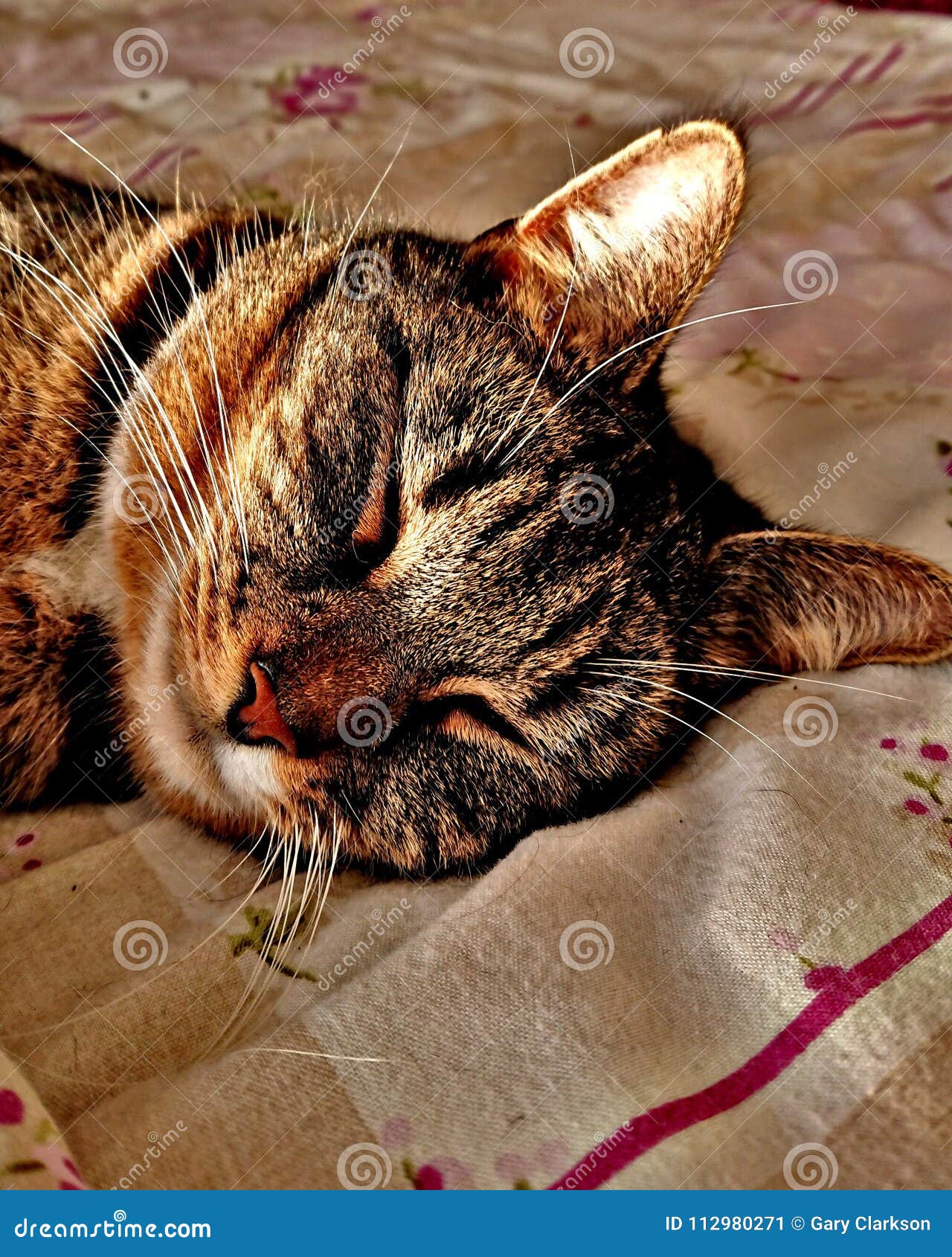 Tabby cat sleep stock image. Image of basking, purring - 112980271