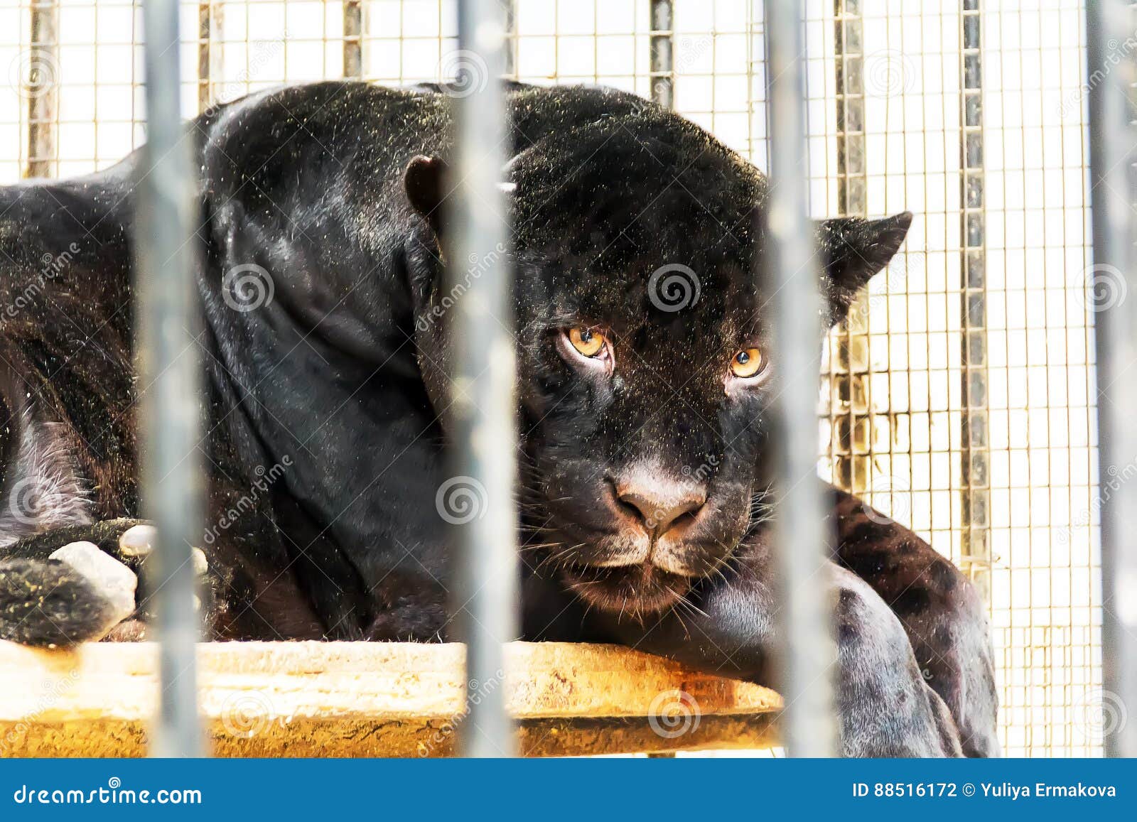 Smutna Czarna Pantera W Zoo Klatce Zdjęcie Stock - Obraz złożonej z ...