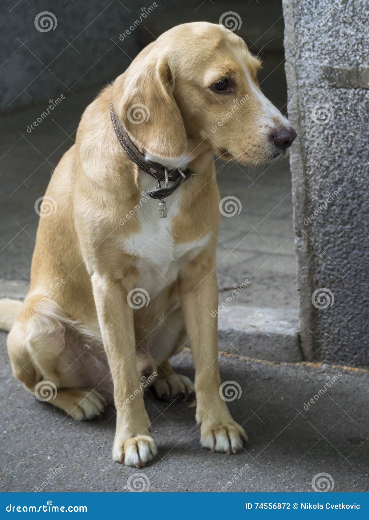 Smutny pies zdjęcie stock. Obraz złożonej z lojalny, ulica - 74556872
