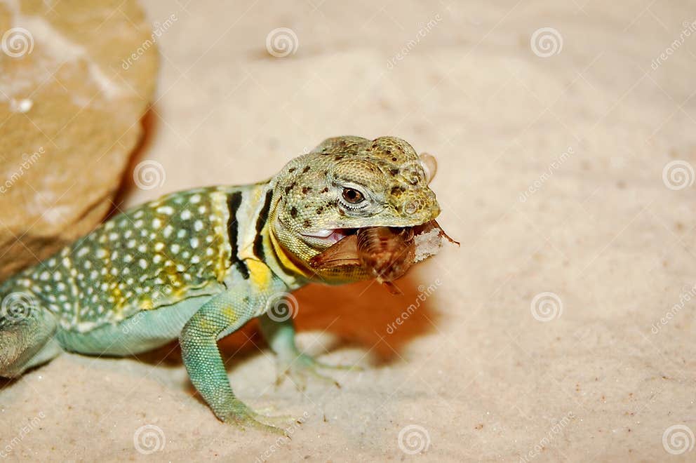 Snack Time stock photo. Image of meal, snack, reptile - 1082898