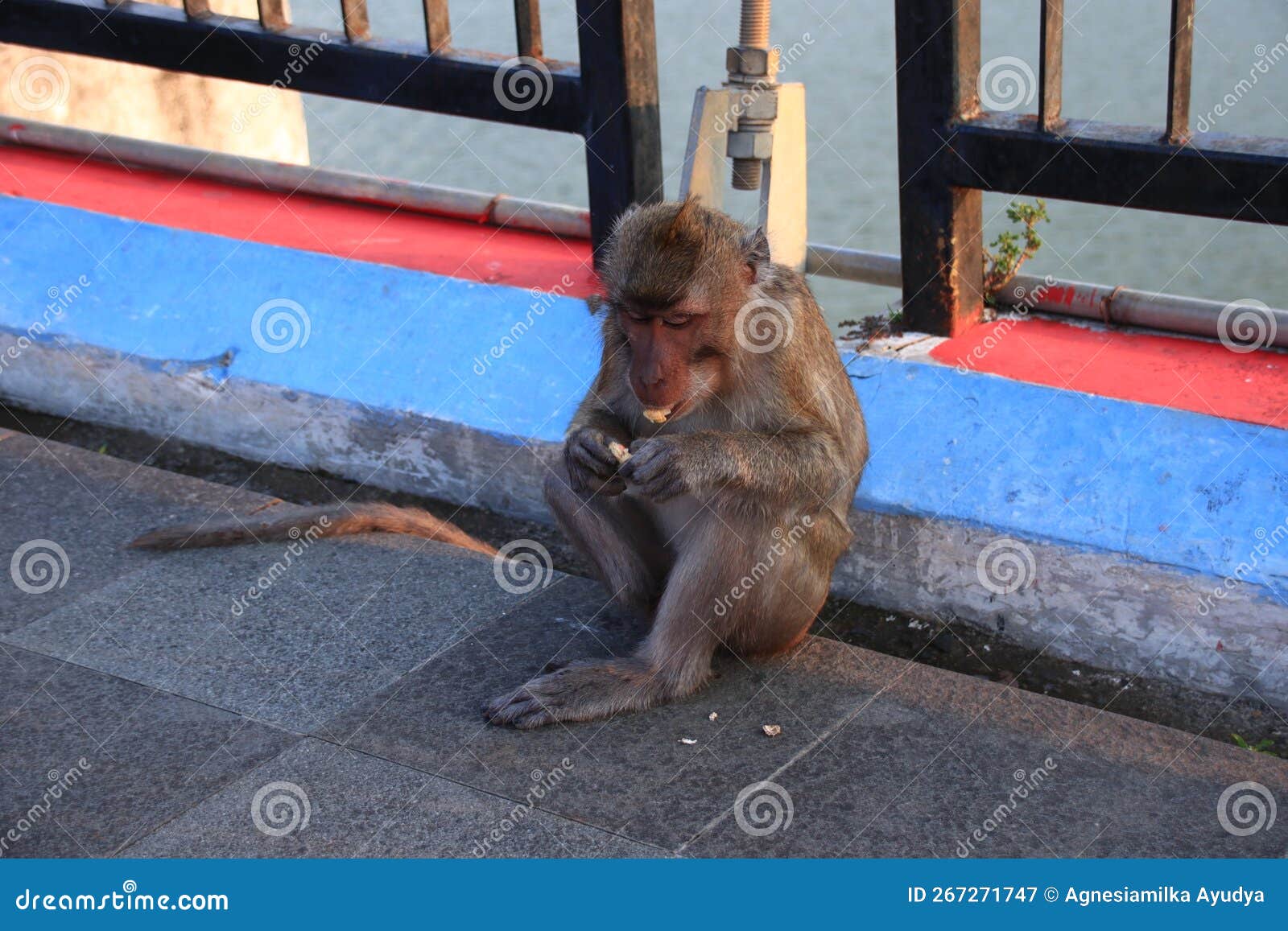 Snack time for monkey stock image. Image of time, snack - 267271747