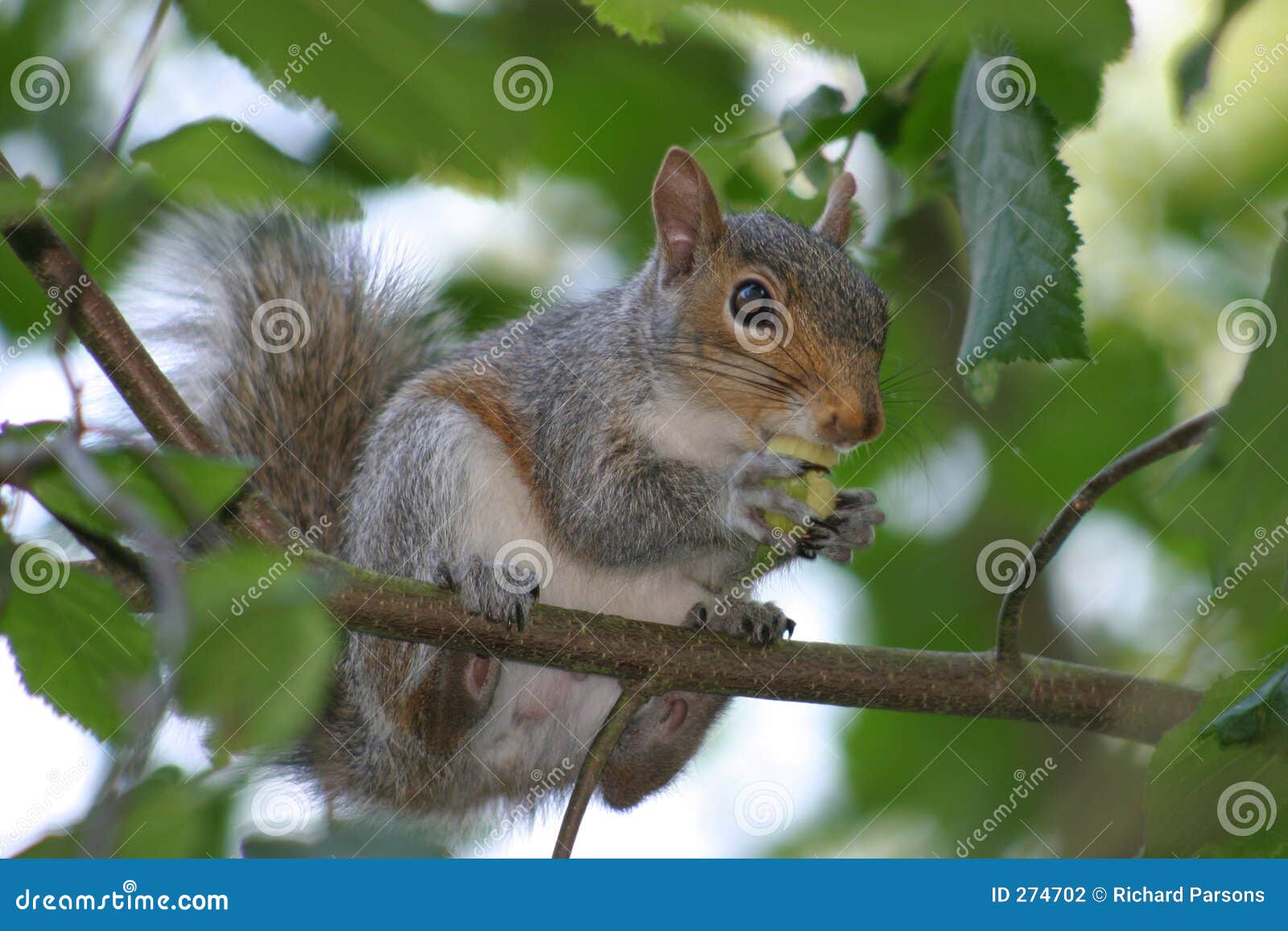 Snacking Squirrel stock photo. Image of rodent, outdoor - 274702
