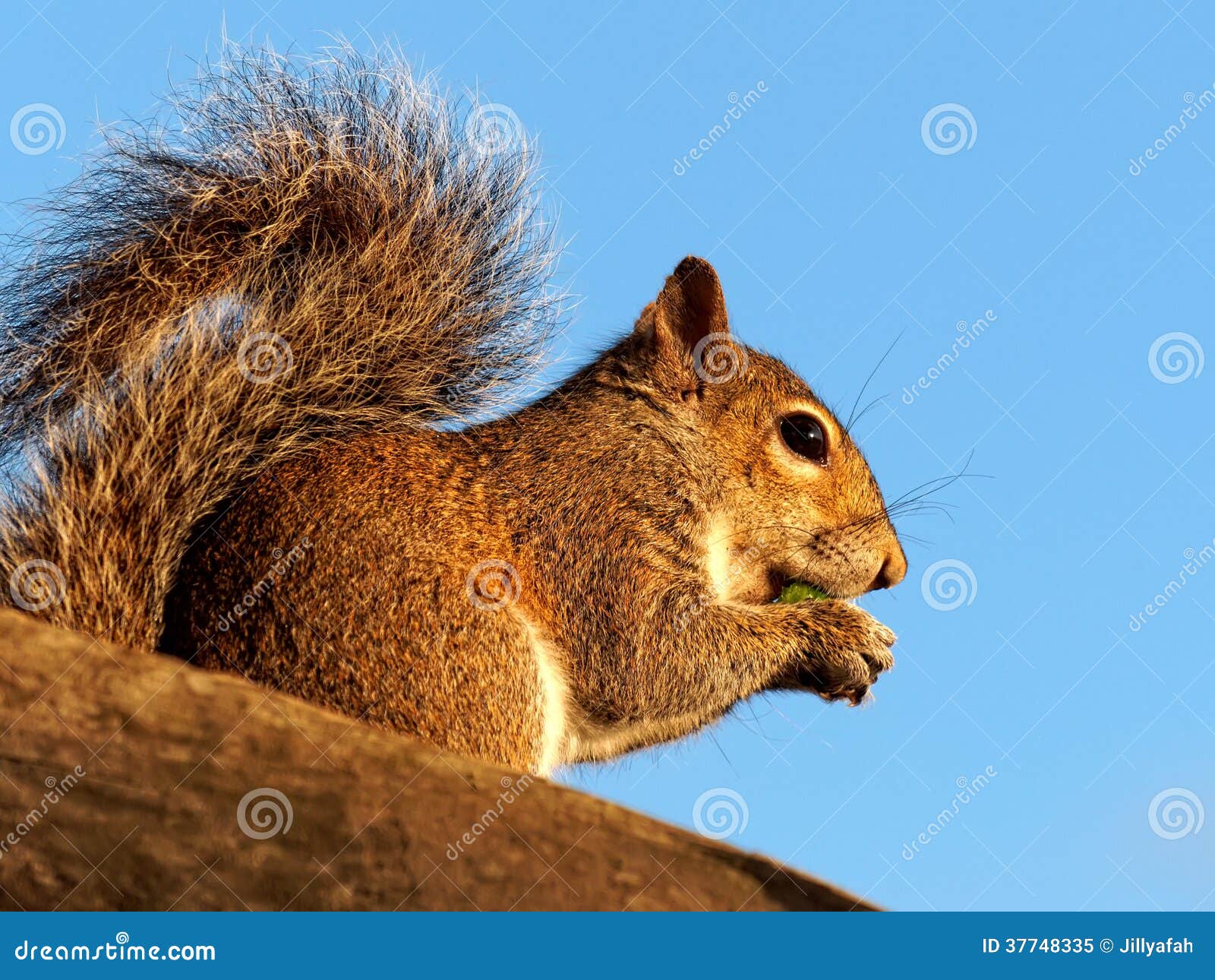 Snacking Squirrel stock image. Image of food, furry, palmetto - 37748335