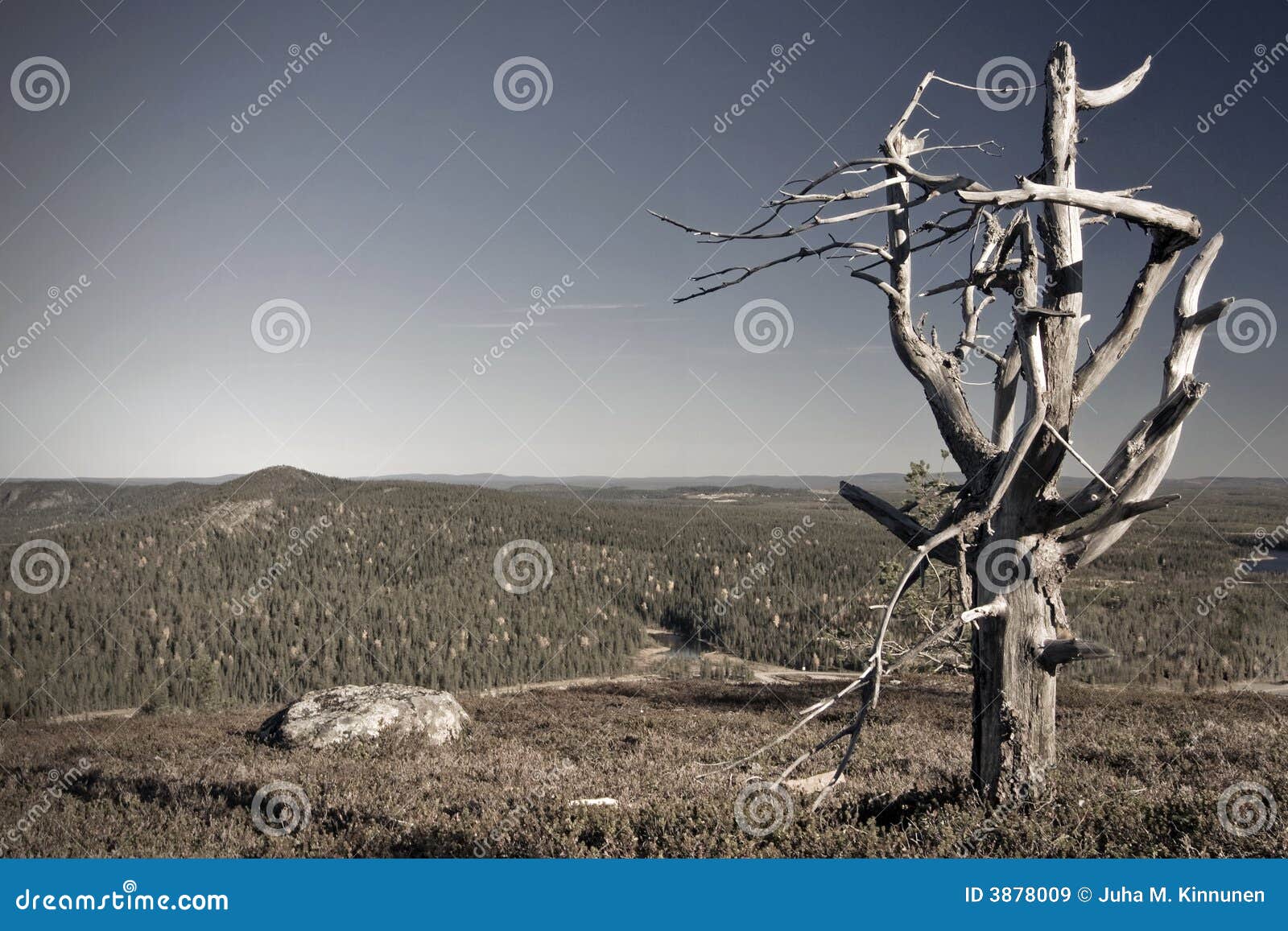 Snag stock image. Image of stub, arctic, snag, tree, lapland - 3878009