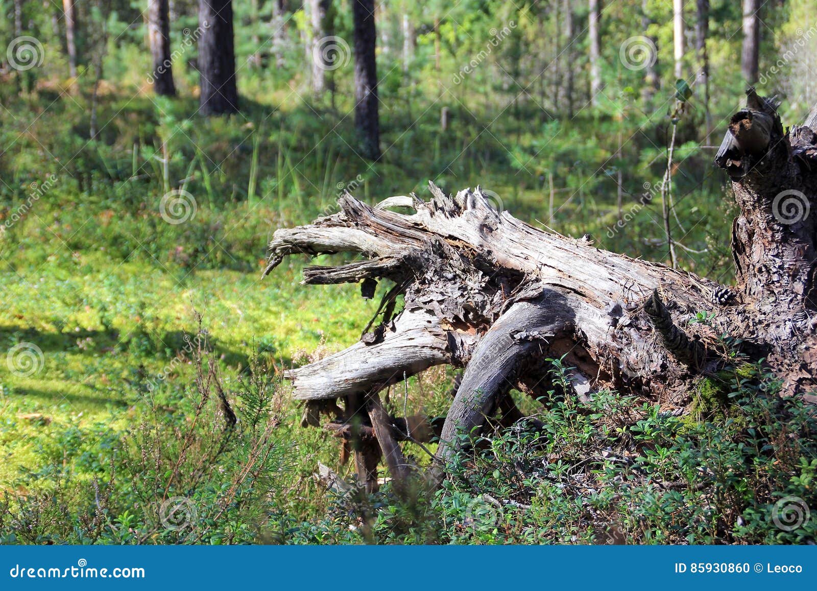 Snag stock photo. Image of grass, woodland, forest, freaky - 85930860