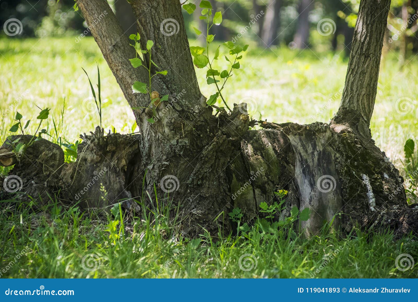 Snag in the forest. stock image. Image of branches, plant - 119041893