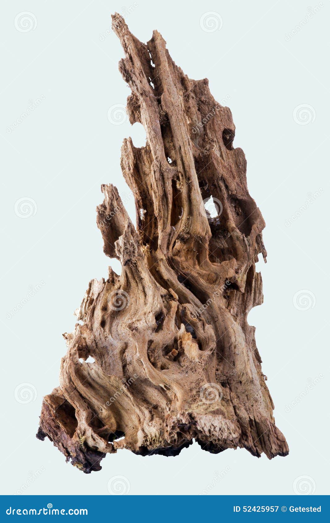 Snag with an Interesting Shape Stock Image - Image of used, nature ...