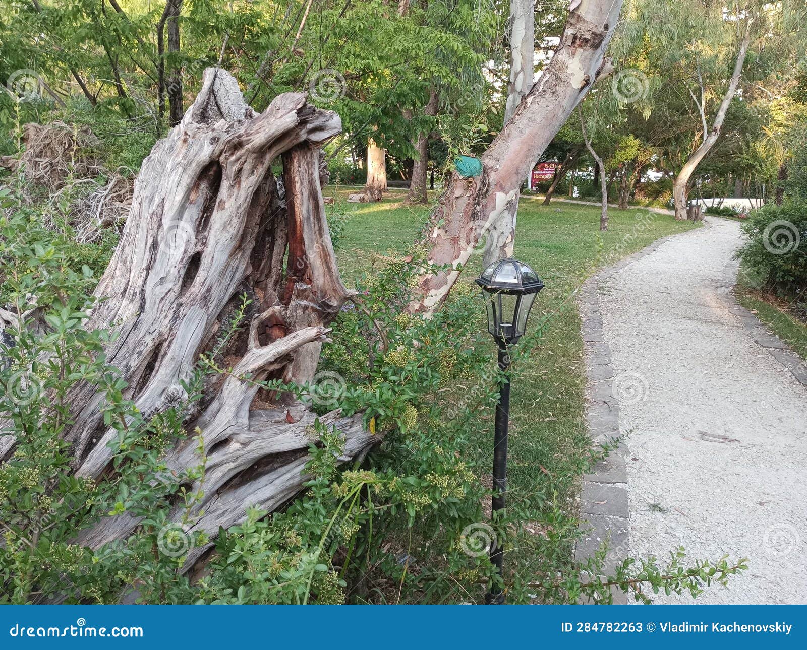 Snag in the park stock image. Image of yard, trunk, park - 284782263