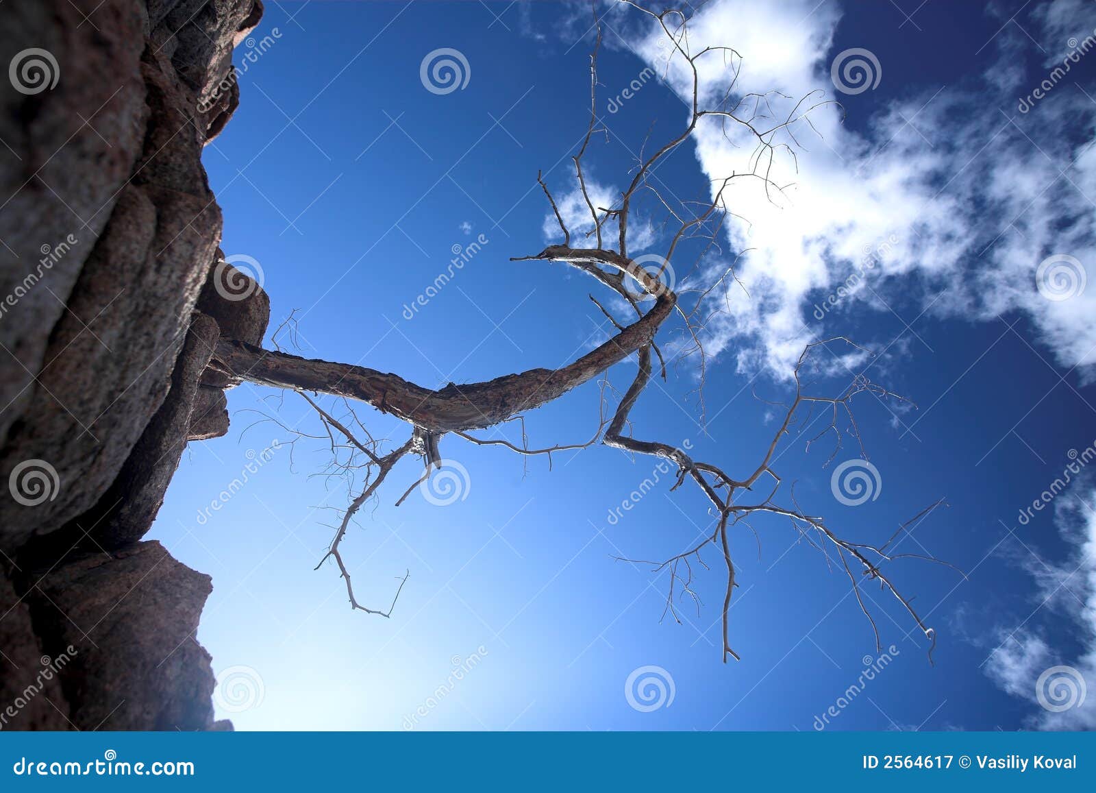 Snag on the rock stock image. Image of death, tree, dead - 2564617