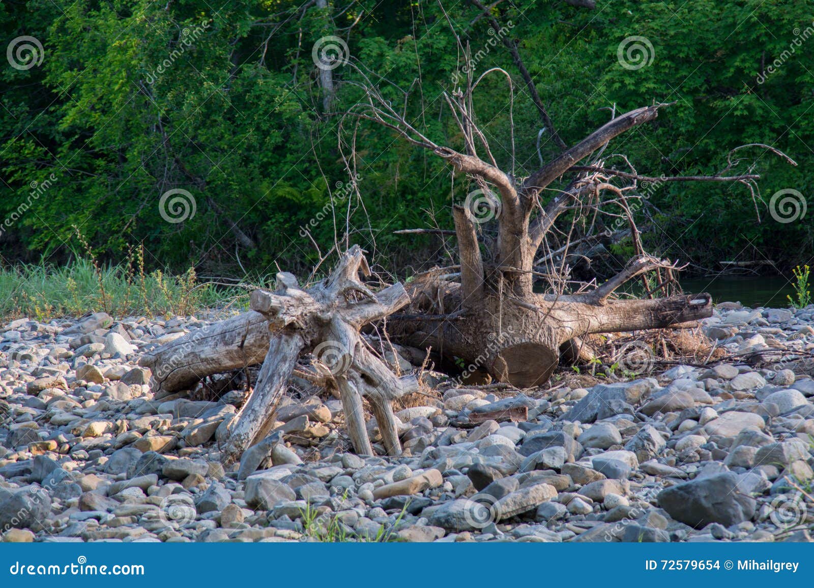 Snag on the Rocky Banks of the River. Stock Photo - Image of color ...