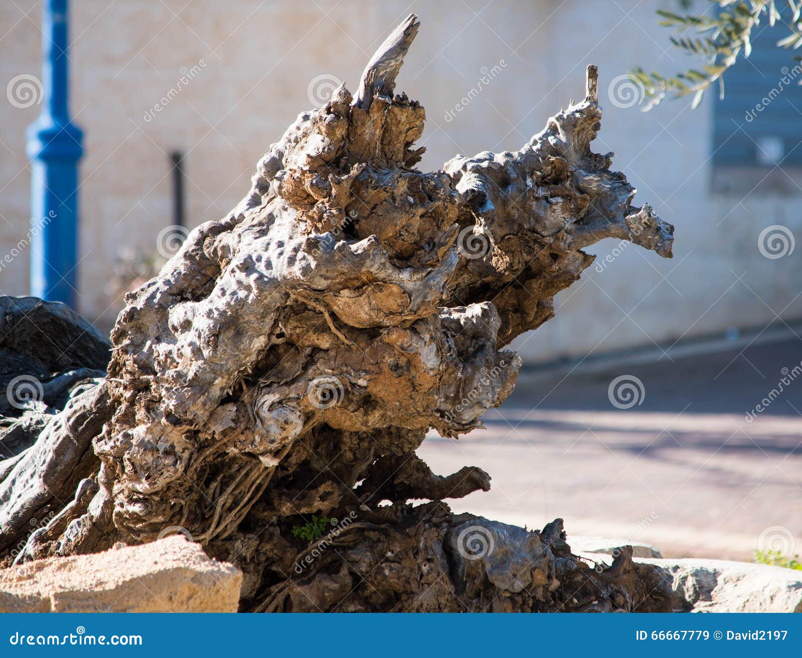 The Snag stock image. Image of protuberance, tree, sunken - 66667779