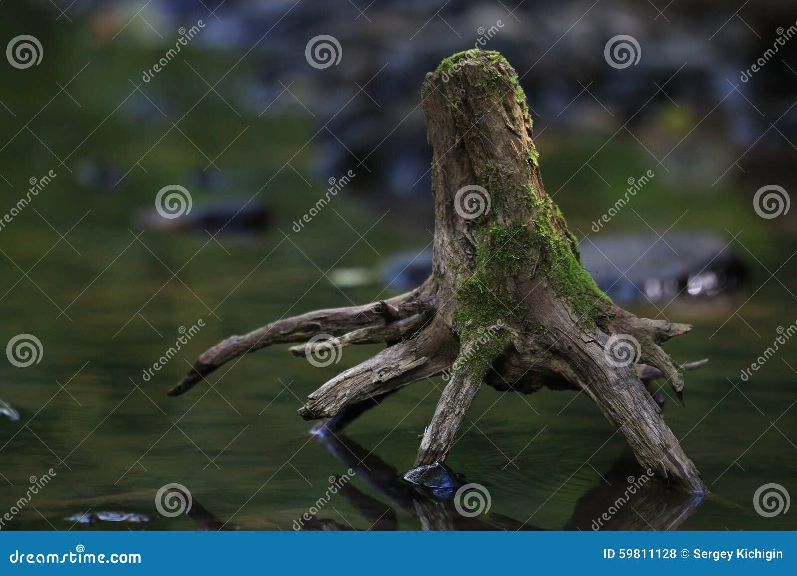 Snag in the swamp stock photo. Image of residential, bottom - 59811128