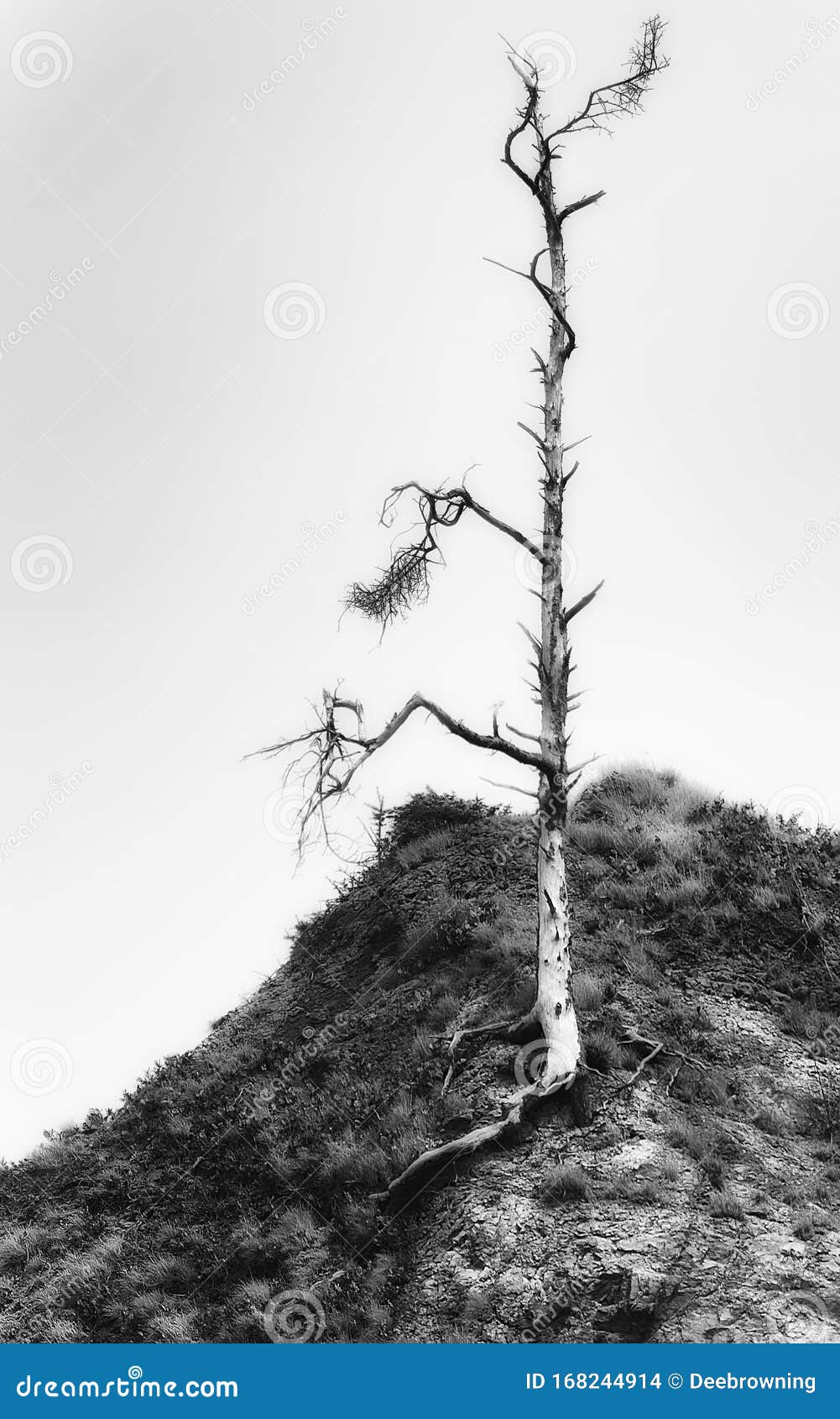 Snag Tree at Oregon Coast stock photo. Image of rocks - 168244914