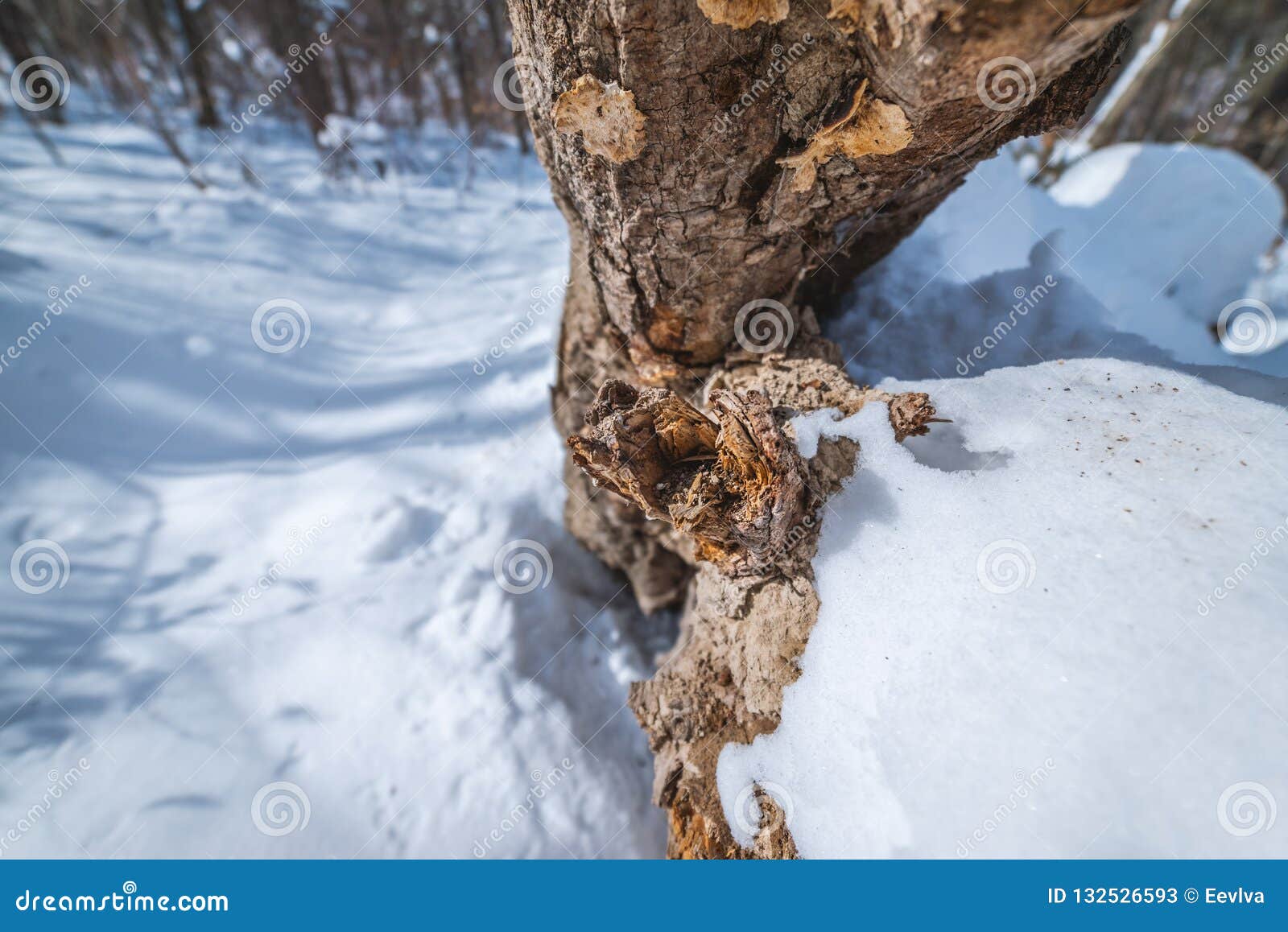Snag in the forest. stock image. Image of outdoor, frosty - 132526593