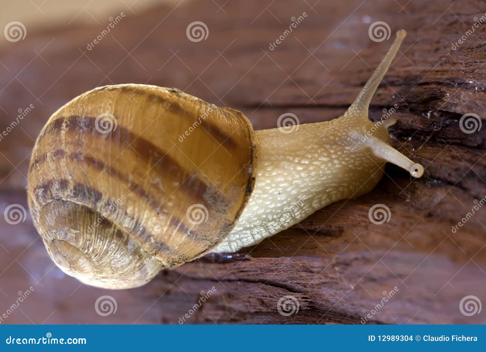 Snail 1 stock photo. Image of snail, slowly, cochlea - 12989304