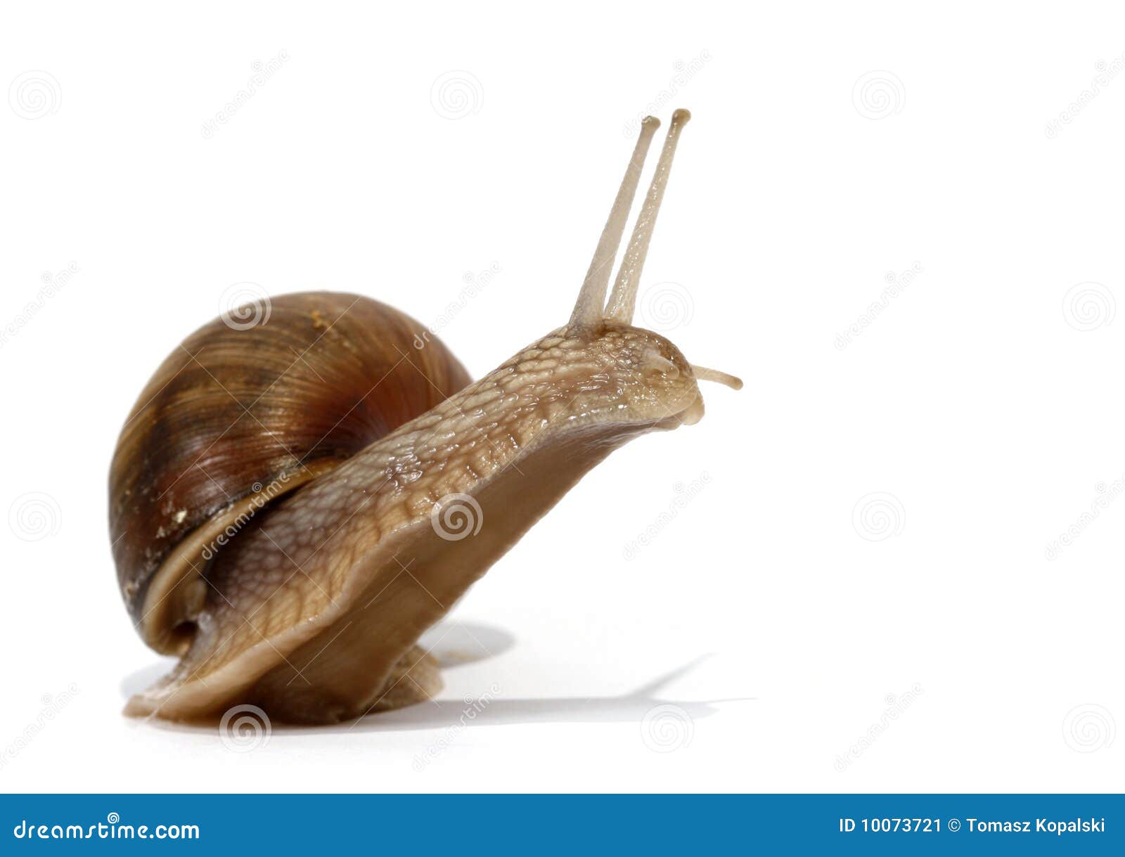 Snail stock image. Image of nature, shell, white, wimp - 10073721