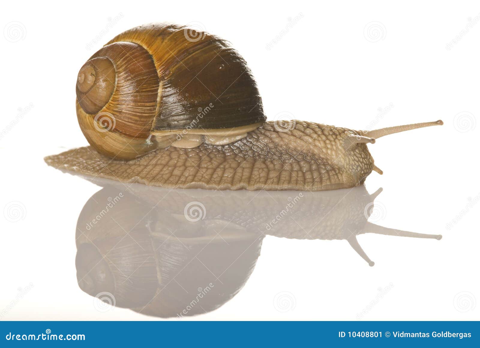 Snail stock image. Image of gummy, closeup, invertebrate - 10408801