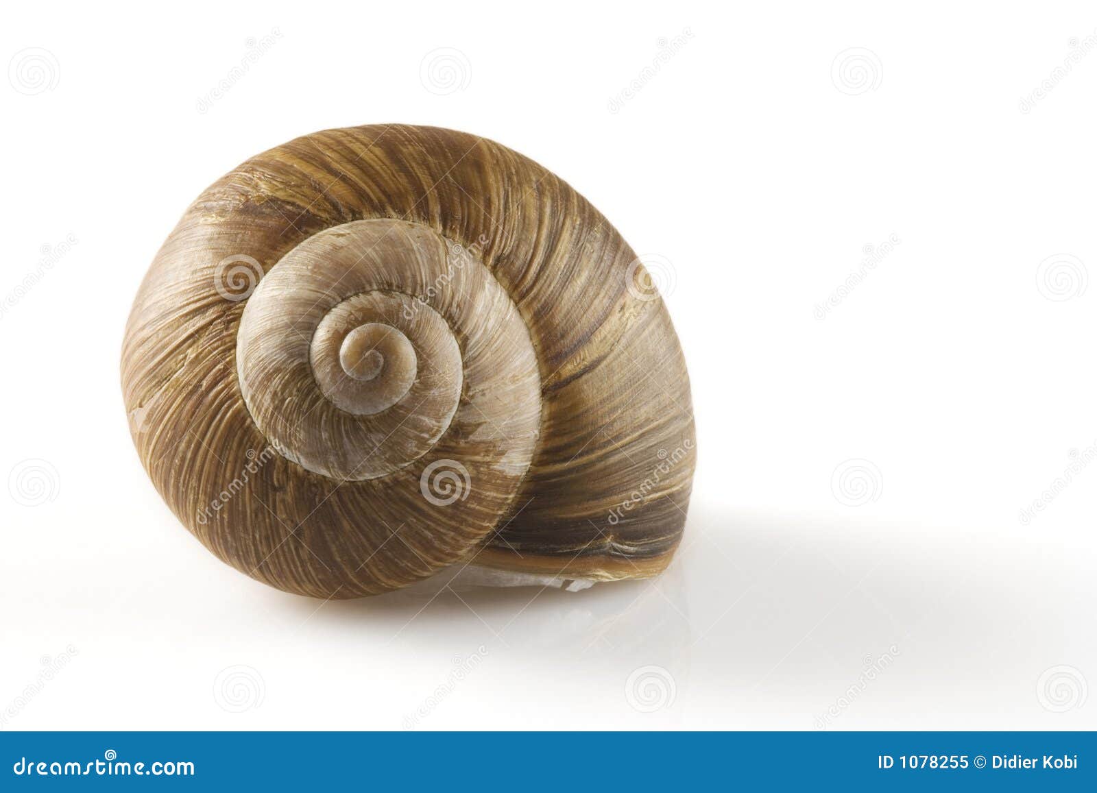 Snail stock image. Image of nature, pest, disgusting, white - 1078255
