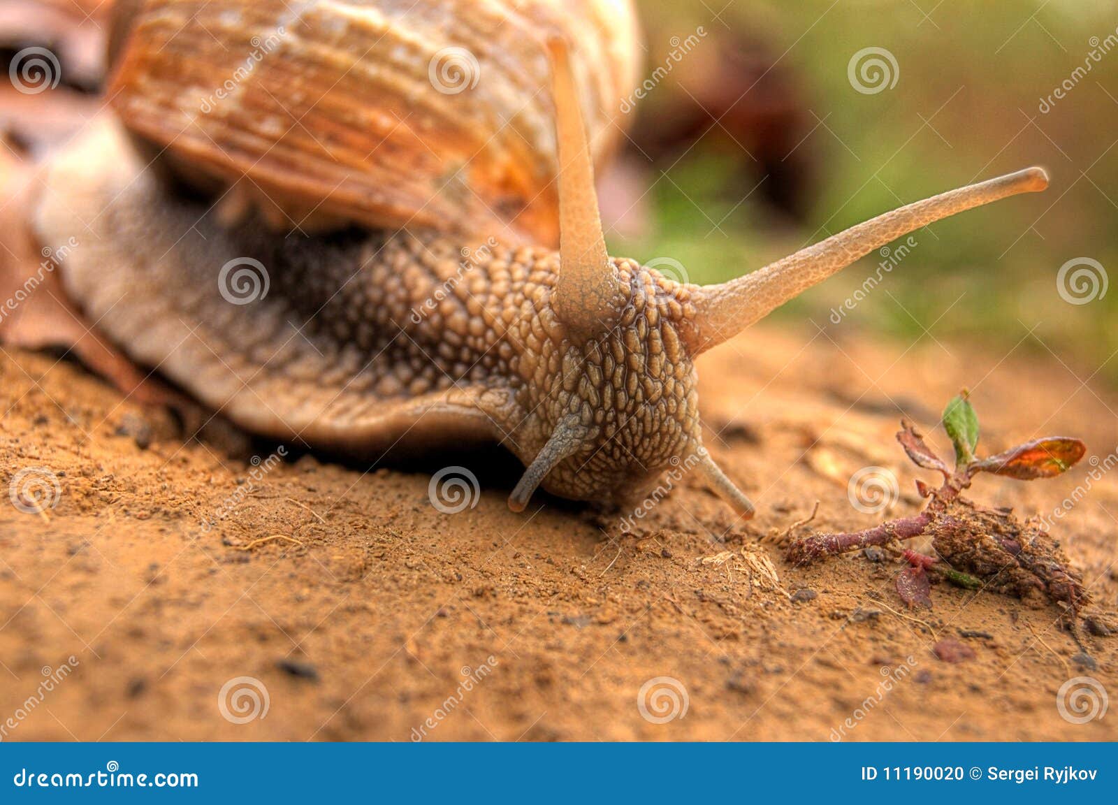 Snail stock photo. Image of deliberate, ground, summer - 11190020