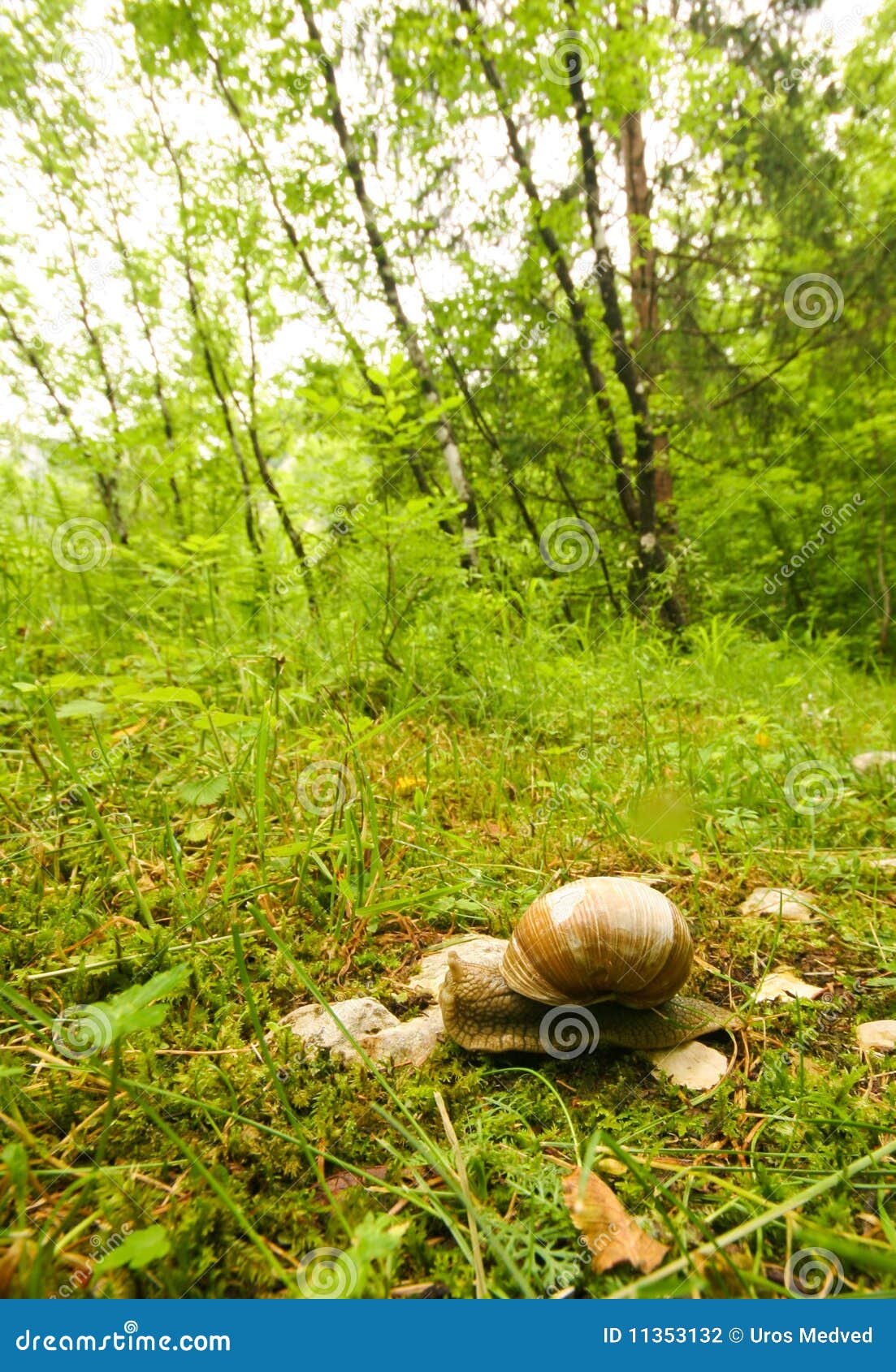 Snail stock photo. Image of biology, leaf, beautiful - 11353132