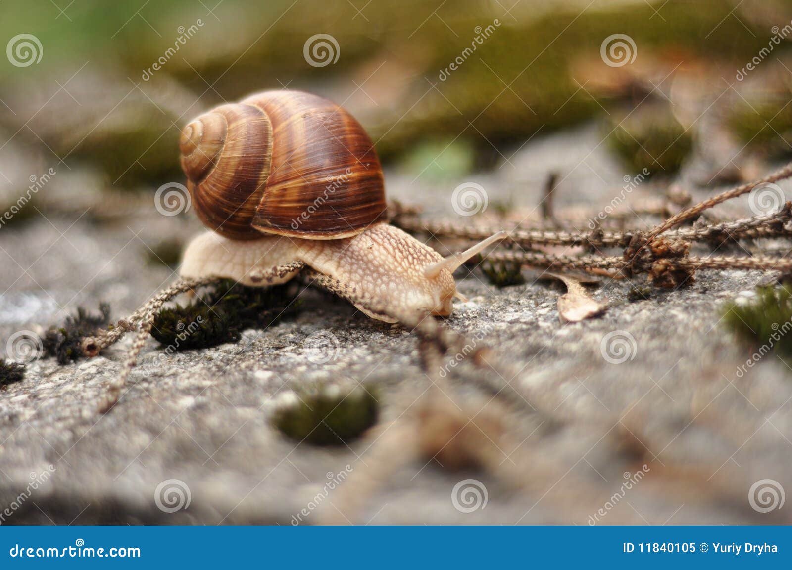 Snail stock image. Image of swirl, view, shell, side - 11840105