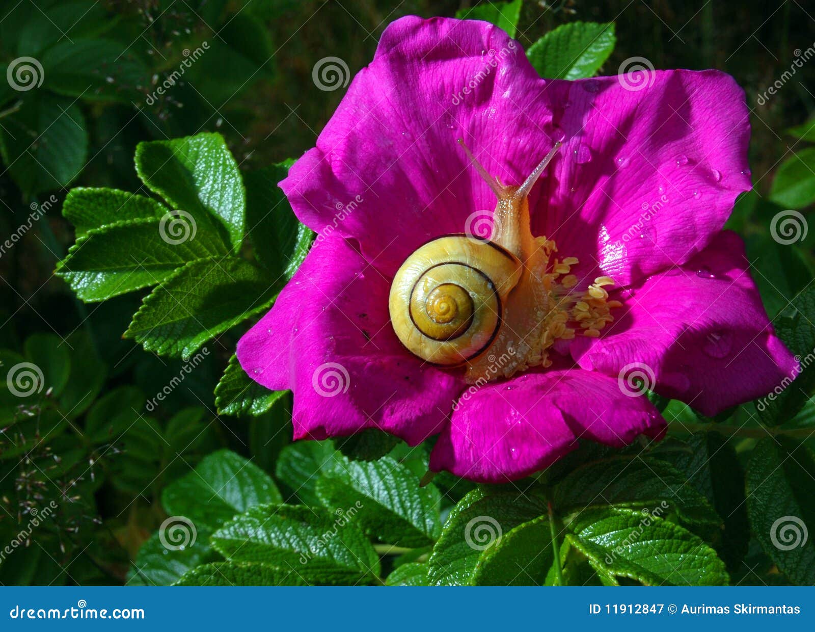 Snail stock image. Image of macro, purple, sunny, colors - 11912847